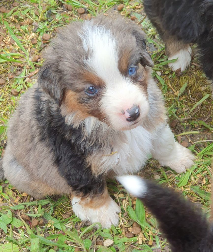 Accueil - Elevage Lois Dreams' - eleveur de chiens Mini Berger Americain